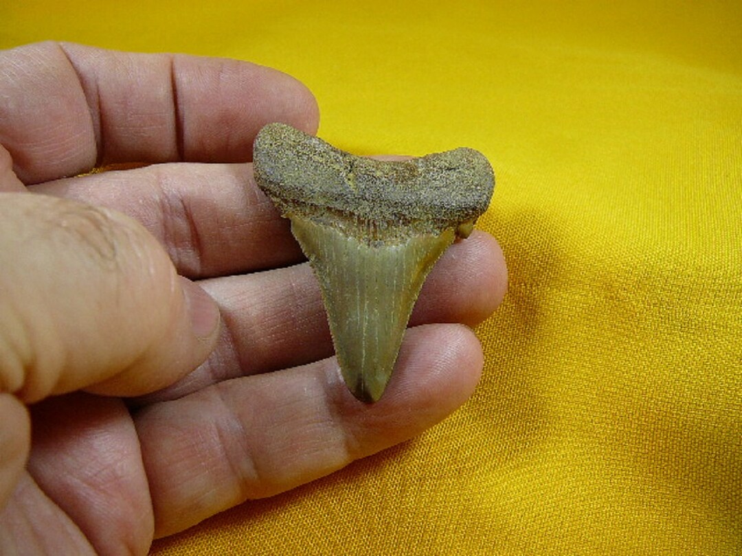 2-1/4 Inch Fossil MEGALODON Shark Tooth Teeth for JEWELRY Craft Make ...