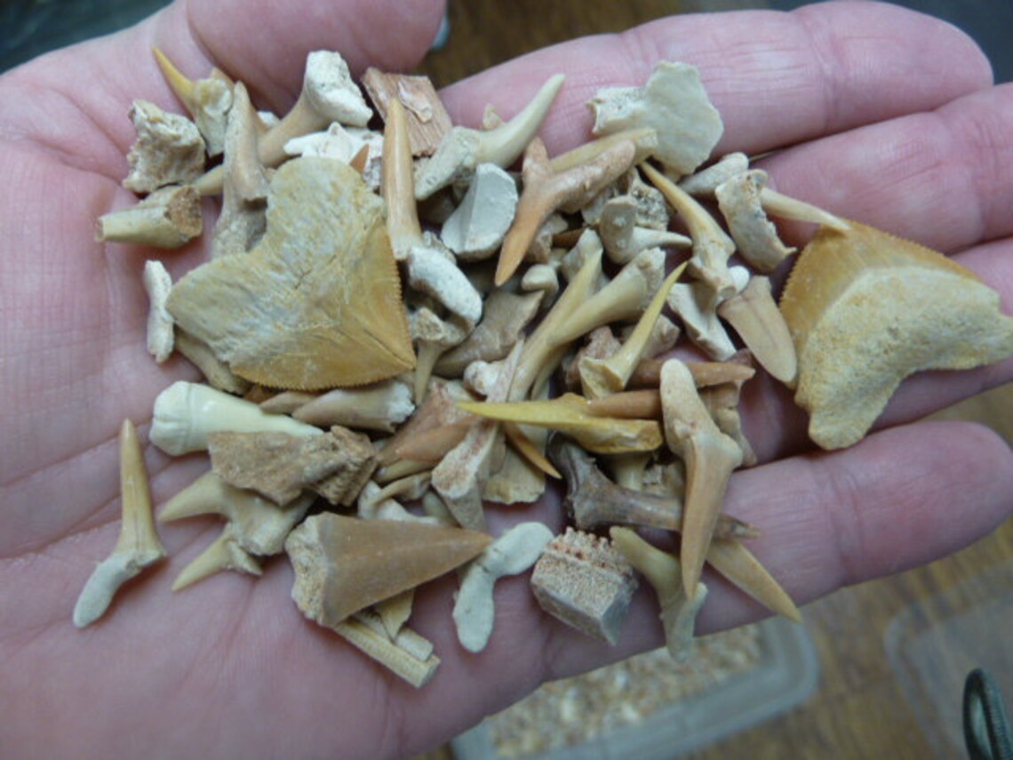 1/2 to 1 Fossil Shark Teeth Mouth Plates Vertrbra - Etsy