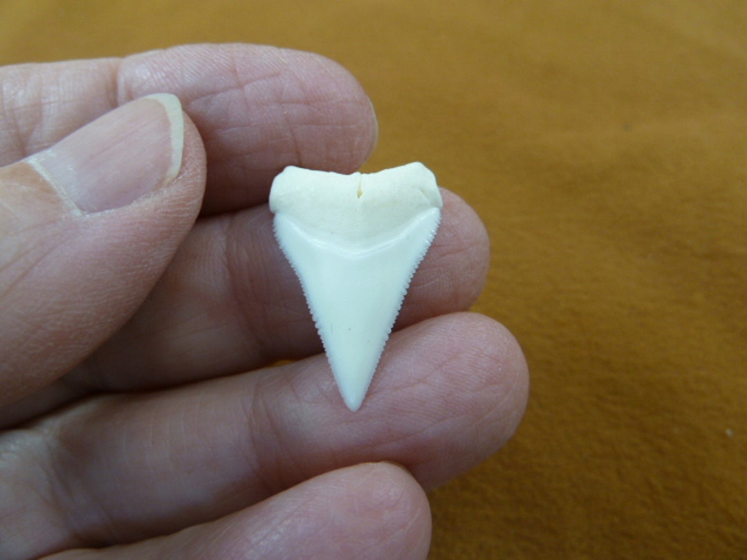 1 Inch White Modern Speartooth Shark Tooth Teeth Pendant Pick to Be ...