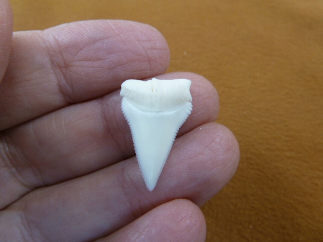 7/8 Inch White Modern Speartooth Shark Tooth Teeth Pendant Pick to Be ...