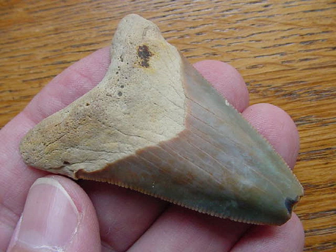 2-1/4 Inch Fossil MEGALODON Shark Tooth Teeth for JEWELRY Craft Make ...