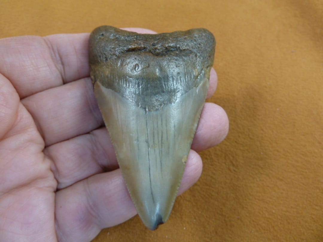 Big 2-15/16" Inch Fossil MEGALODON Shark Tooth Teeth for JEWELRY Craft ...
