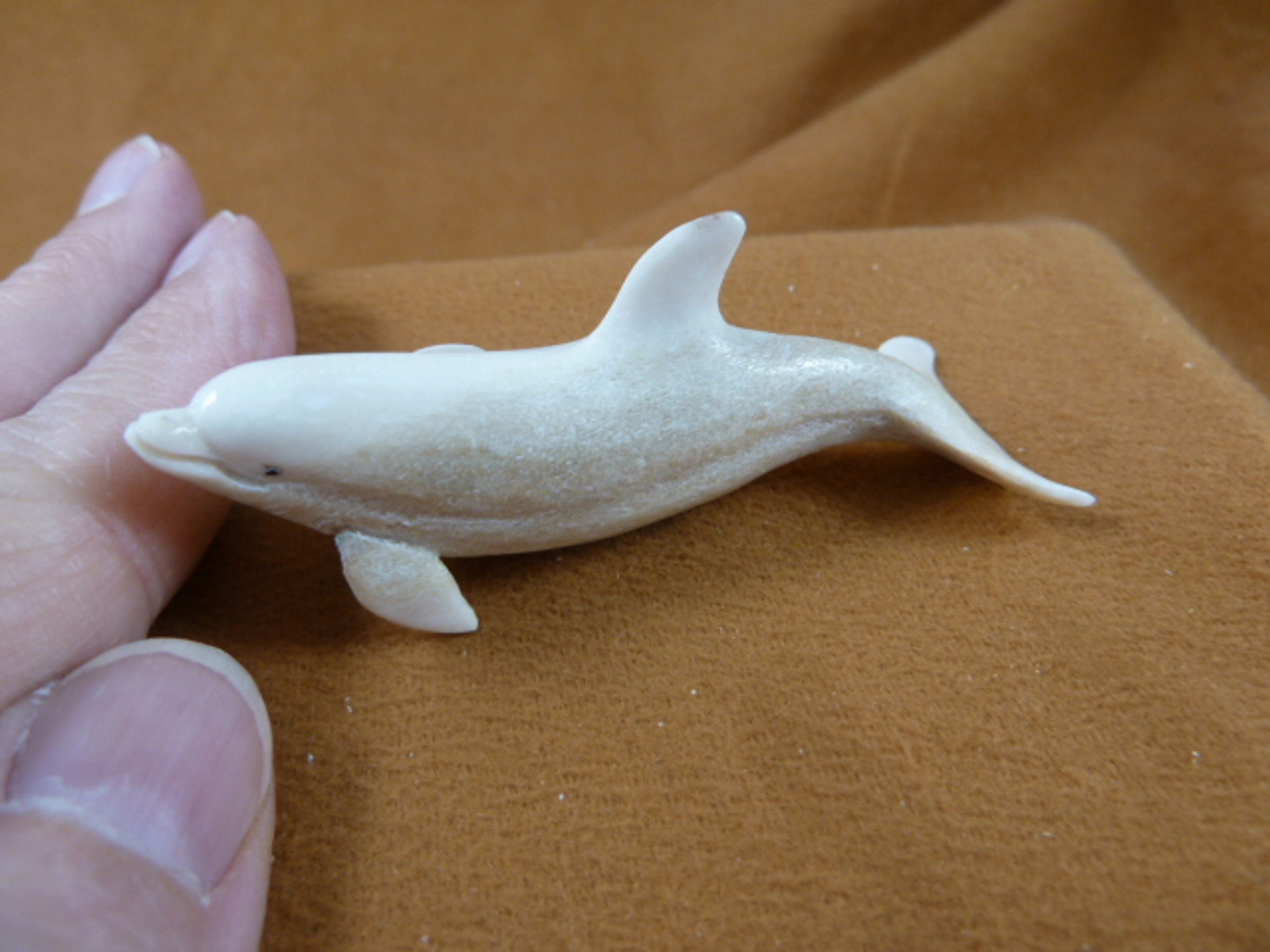 Albino Dolphin