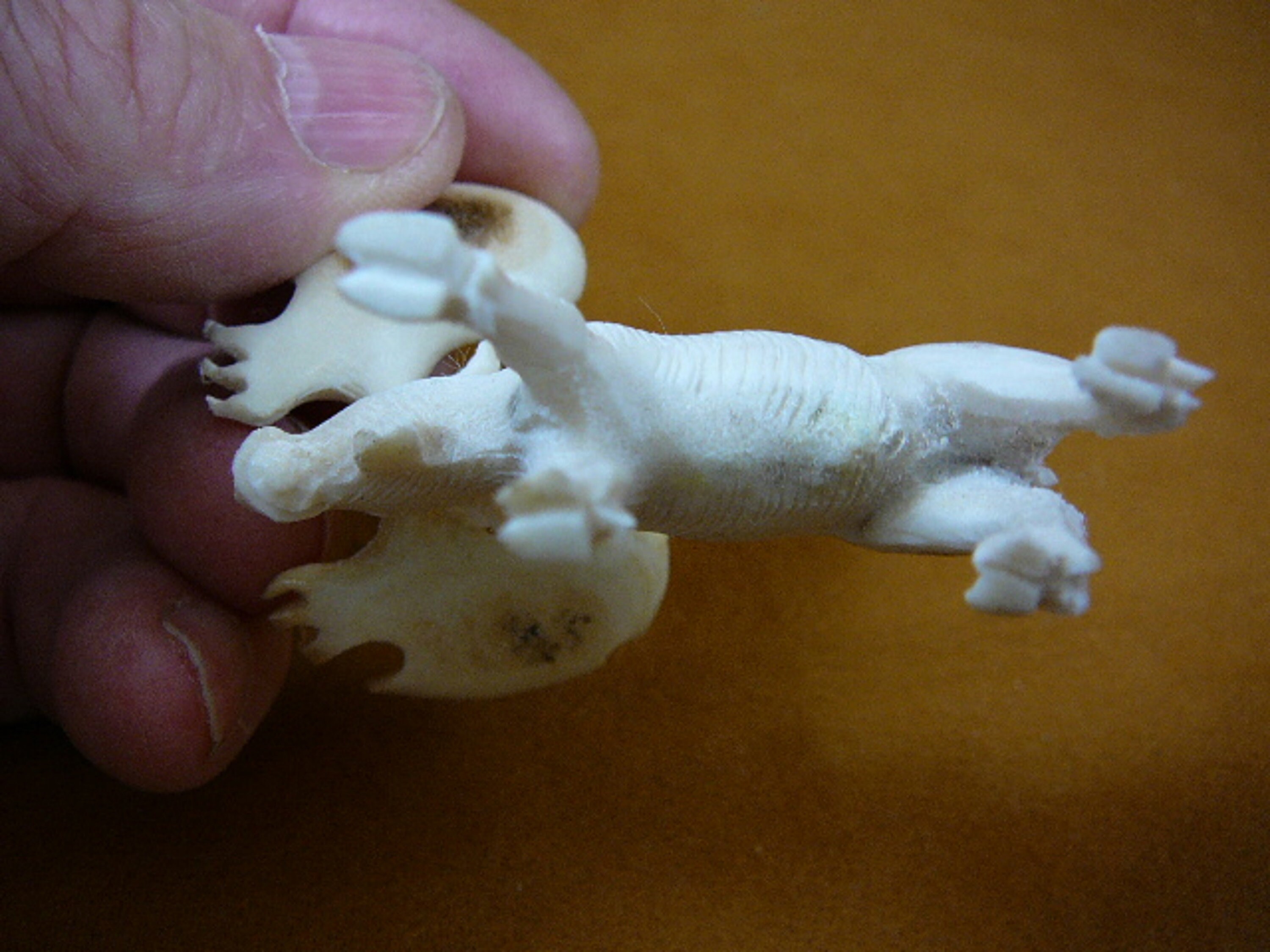 Art & Collectibles Figurines little white Rattlesnake Snake of shed ...