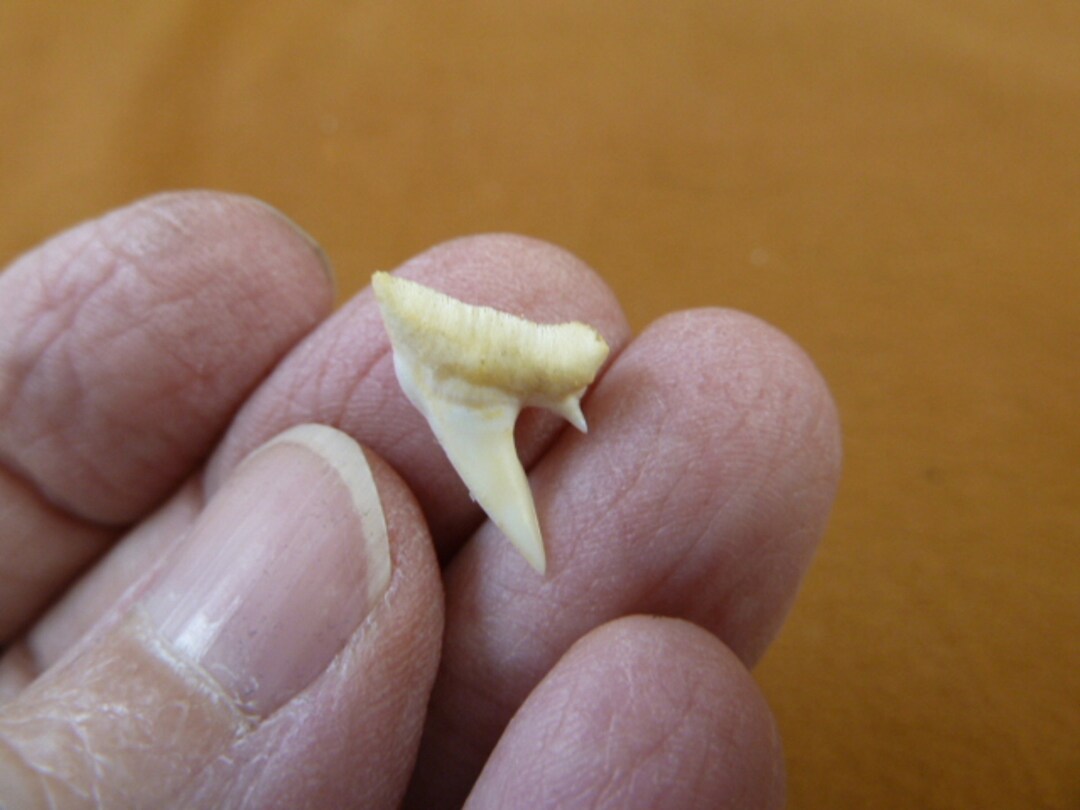 Rare 1/2 Six-gill Bluntnose Cow Shark Upper Tooth Cowshark I Love ...