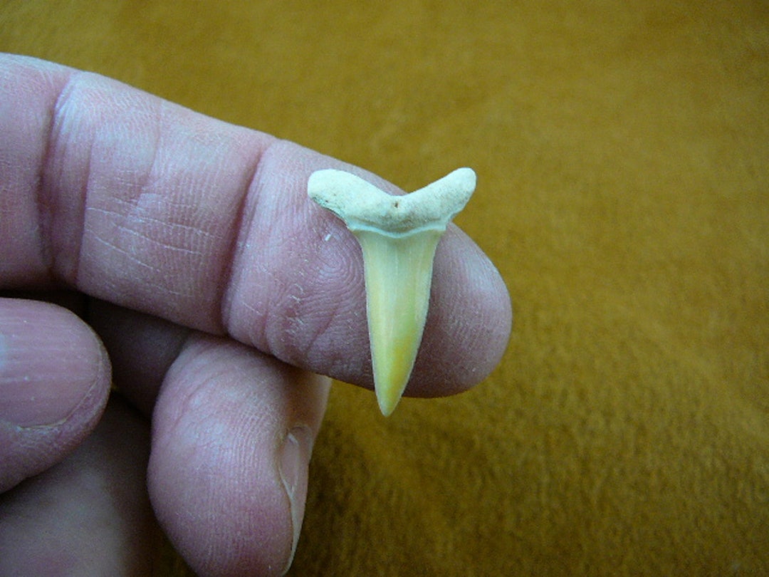 1 Inch Togo Fossil Extinct Early Mako Shark Tooth Pendant Necklace ...