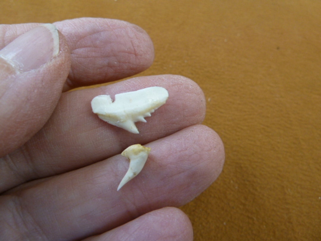 Rare 1/2" Six-gill Bluntnose Cow Shark Upper Tooth Teeth Cowshark I ...