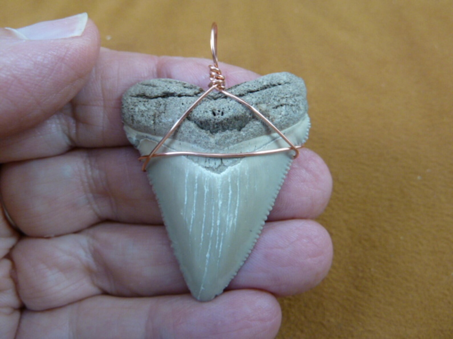 1-7/8 Inch Fossil MEGALODON Meg Shark Tooth Teeth Copper Wired Pendant ...