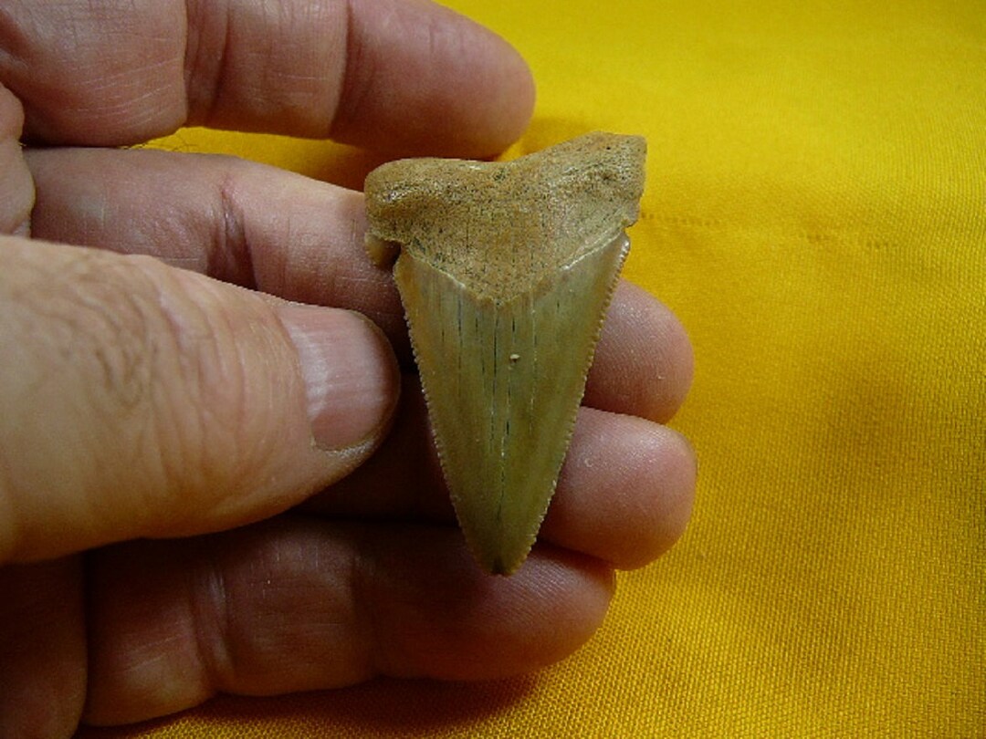 2 Inch Fossil MEGALODON Shark Tooth Teeth for JEWELRY Craft Make Your ...