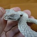 Little Rattlesnake of Shed ANTLER Figurine Bali Detailed Carving of ...