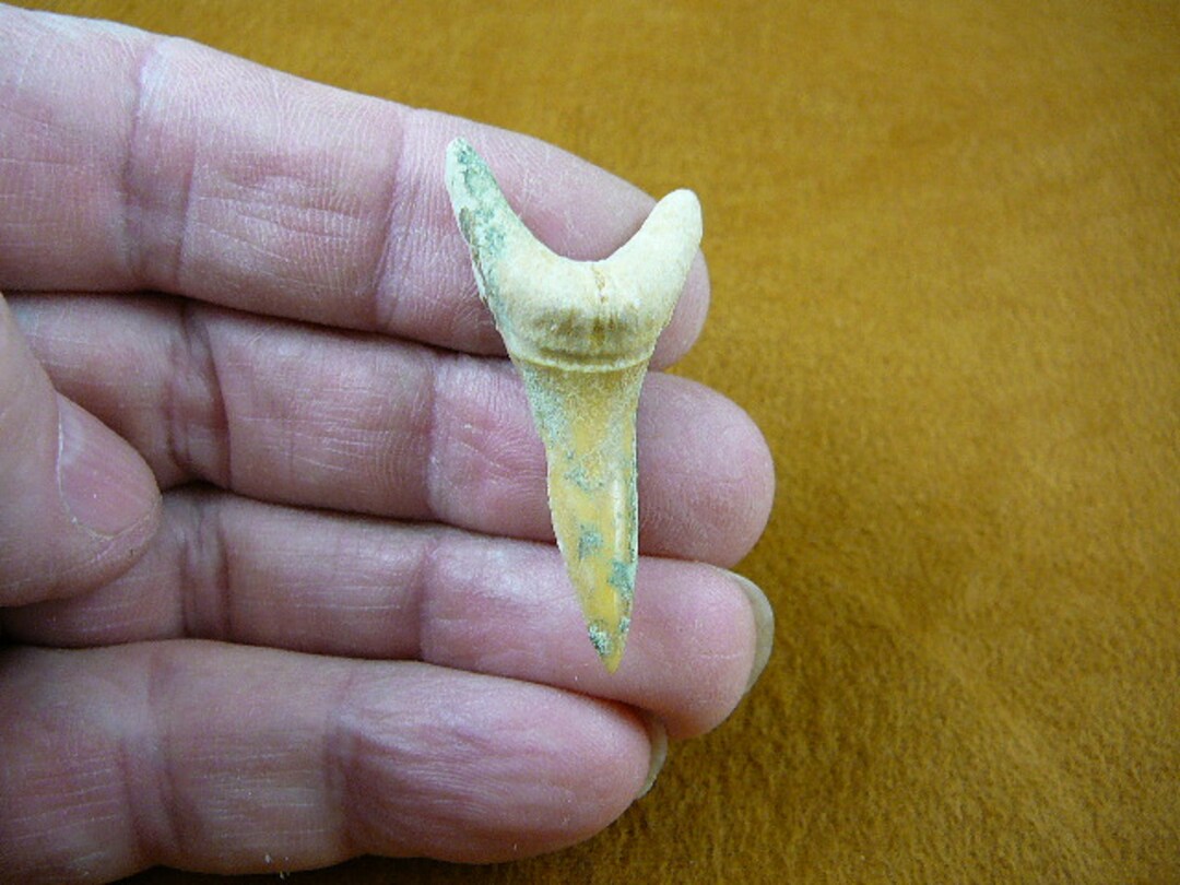 1-3/4 Inch Togo Fossil Extinct Early Mako Shark Tooth Pendant Necklace ...