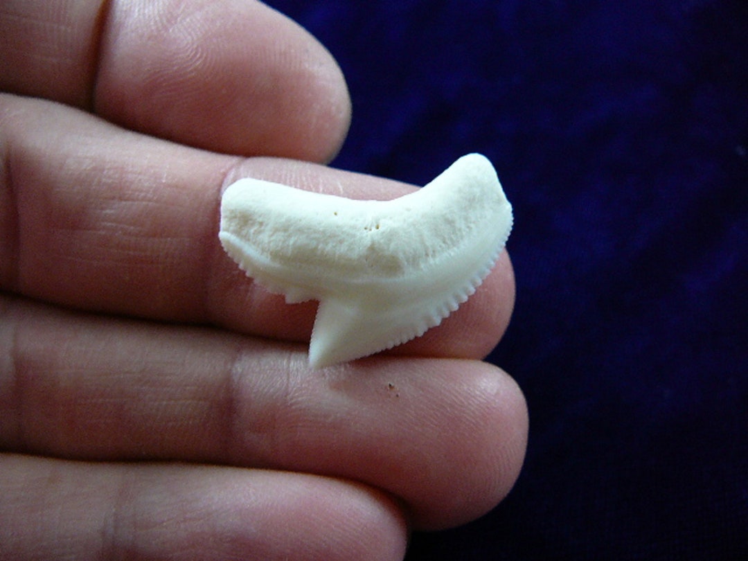 1 Inch White Modern TIGER Shark Tooth Teeth Jewelry Silver or Gold Tone ...
