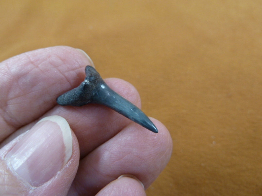1 Inch Fossil Goblin Shark Tooth Teeth for JEWELRY Made to Order Craft ...