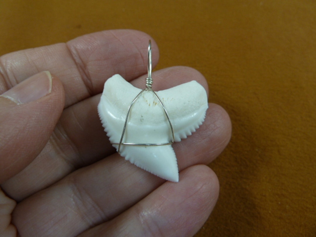 Huge 1-3/8 Inch White Tiger Shark Tooth Pendant Silver Wired Teeth ...