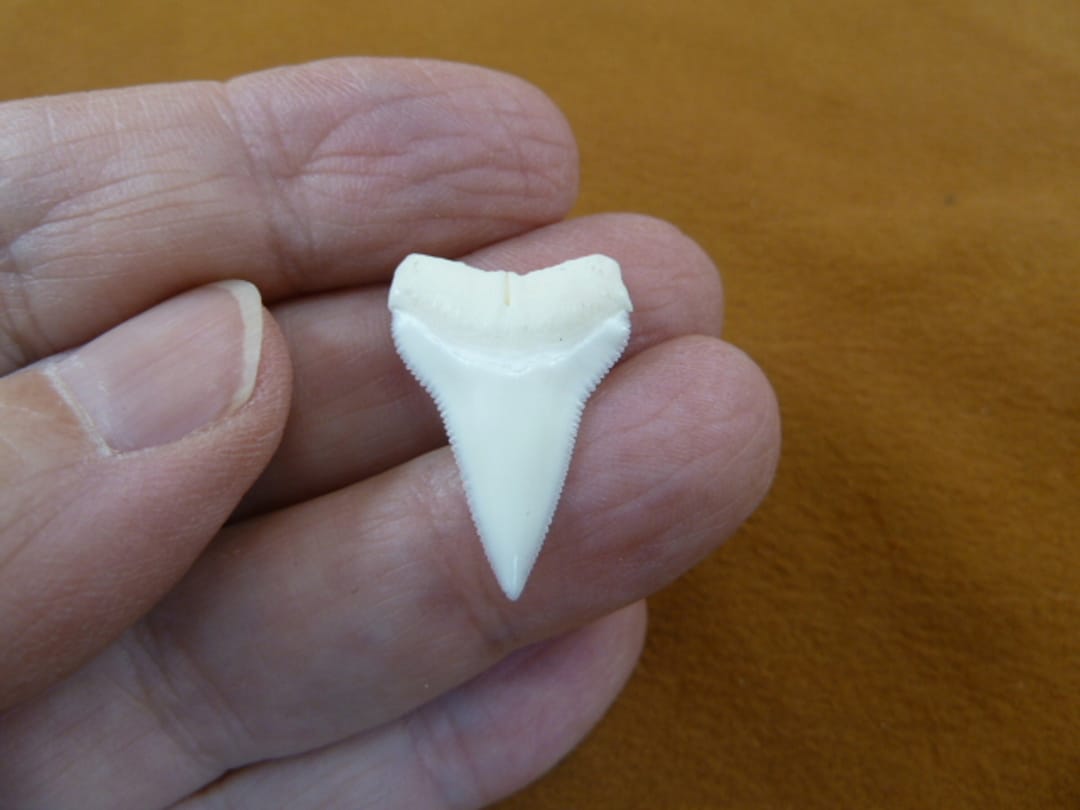 1 Inch White Modern Speartooth Shark Tooth Teeth Pendant Pick to Be ...