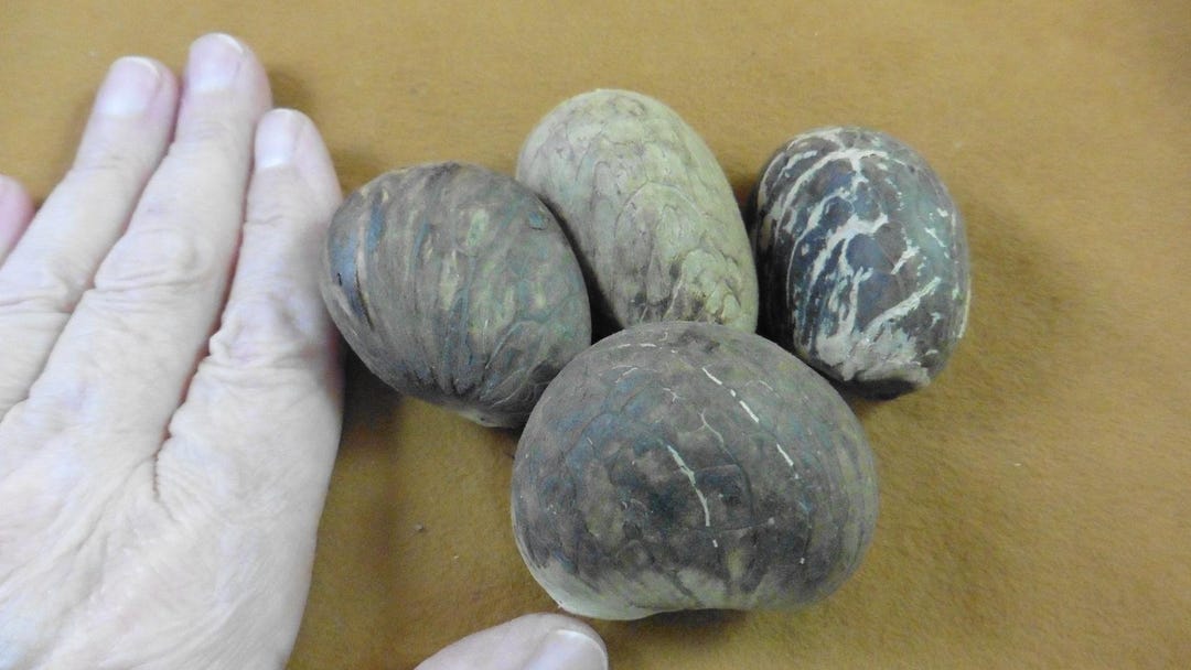 4 Large Natural Tagua Nut Whole Nuts Supply for Craft Carving Dried ...