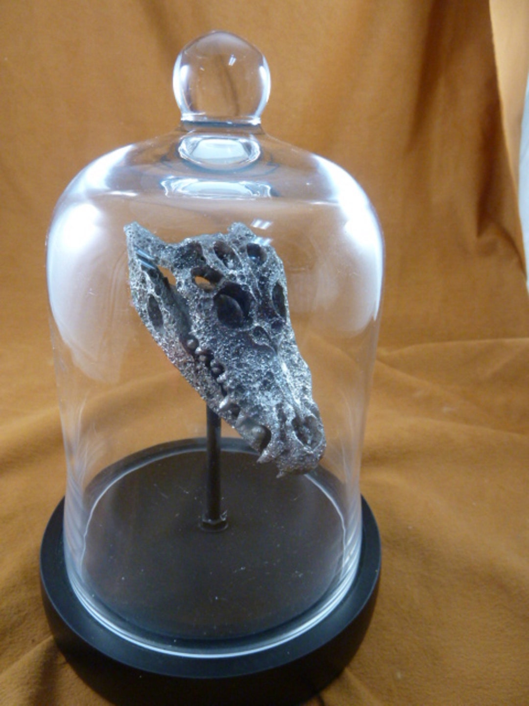 4" Resin Metallic Crocodile HEAD Cloche Glass Dome TAXIDERMY Goth ...