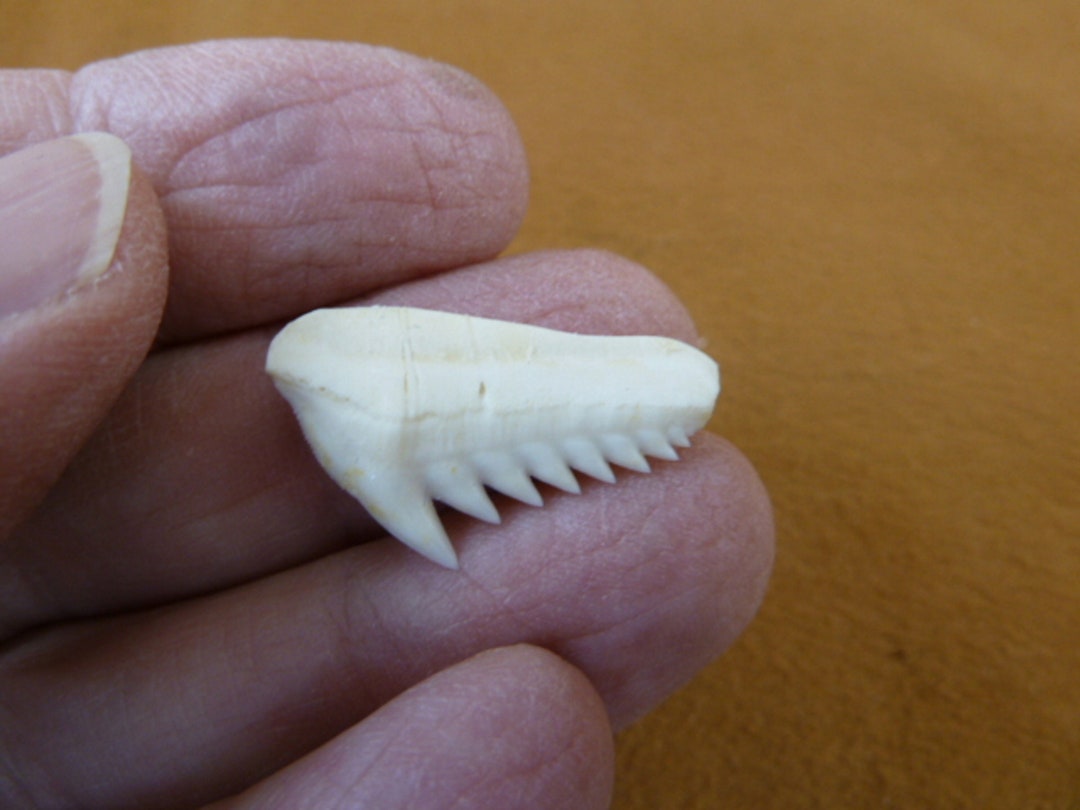 Rare 1" Six-gill Bluntnose Cow Shark Lower Tooth Cowshark I Love Sharks ...