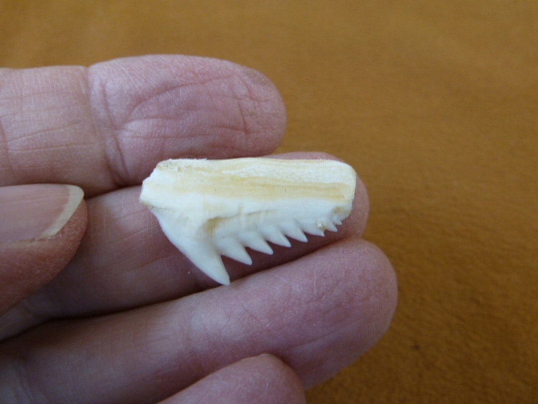 Rare 1" Six-gill Bluntnose Cow Shark Lower Tooth Cowshark I Love Sharks ...