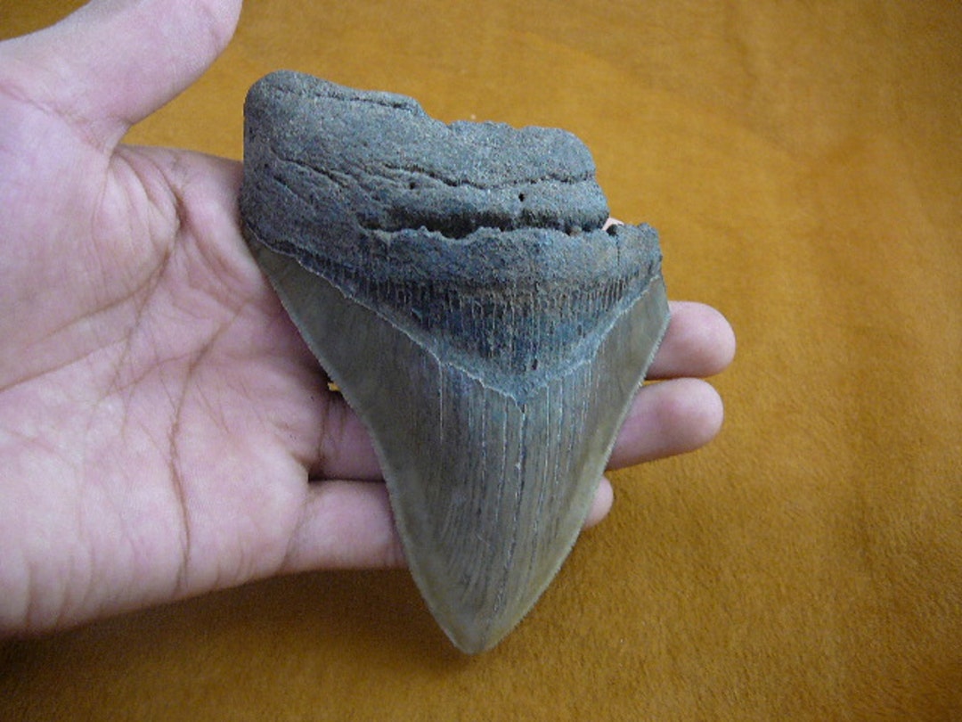 4-3/4 Inch Fossil MEGALODON Shark Tooth Fragment Shard Teeth for ...