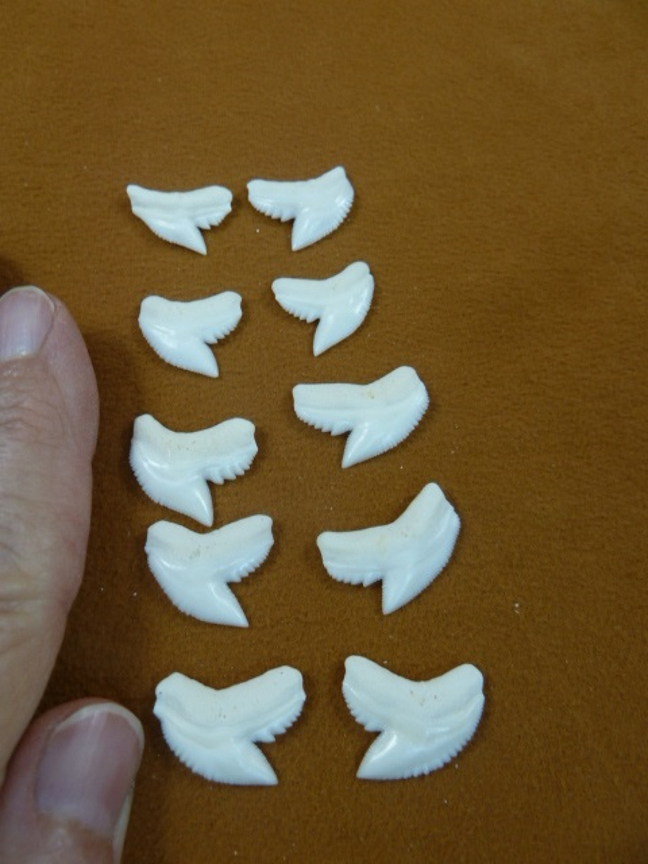 13/16 Inch Modern White Tiger Shark Teeth Sharks Tooth 10 5left/right ...