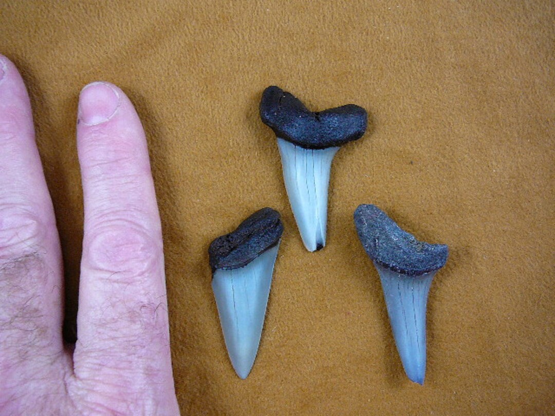 2 to 2-1/4" Partial Fossil MAKO Shark Tooth Teeth Incomplete Frags ...