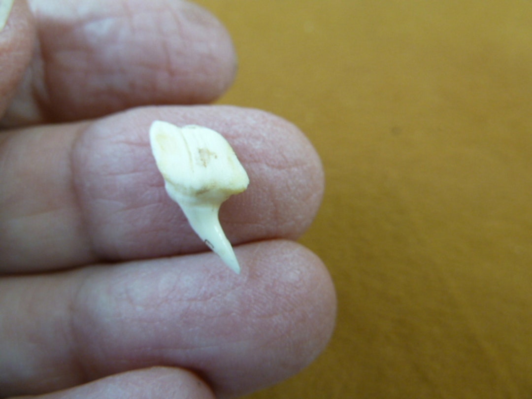 Rare 1/2" Six-gill Bluntnose Cow Shark Upper Tooth Cowshark I Love ...