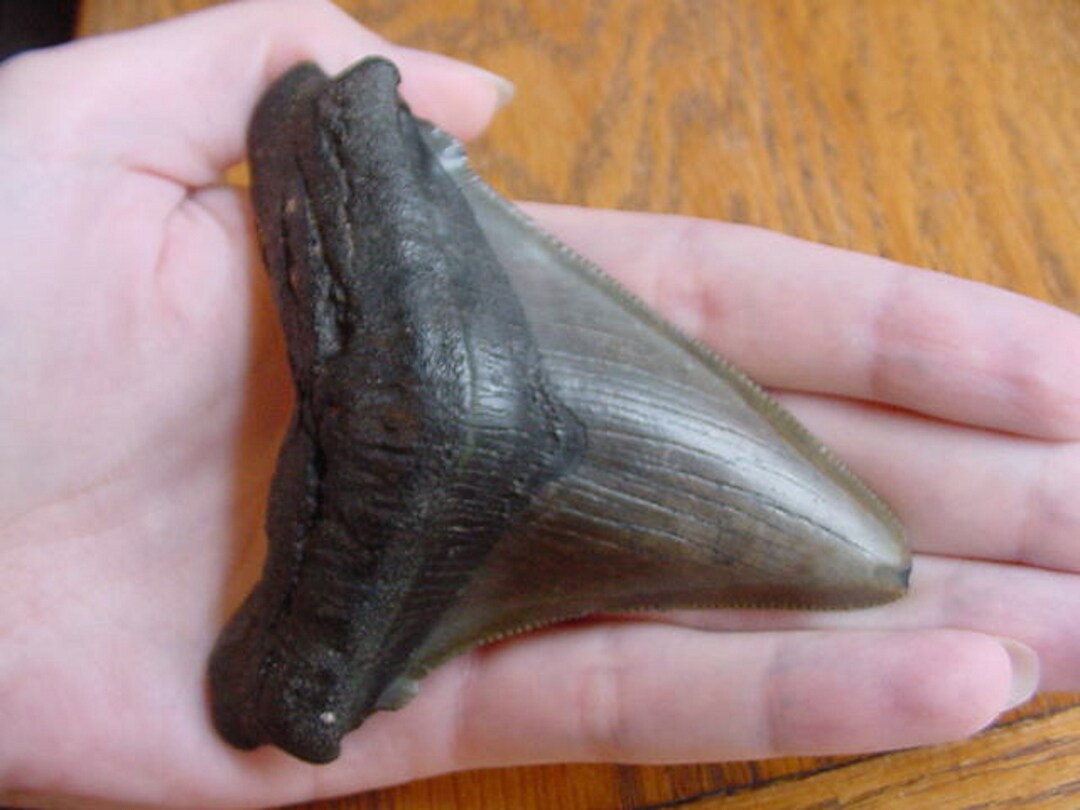 Big 3-7/8" Inch Fossil Angustidens Father of Megalodon Shark Tooth ...