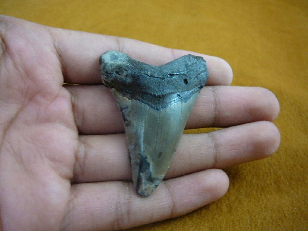 2-3/8 Inch Fossil MEGALODON Shark Tooth Teeth for JEWELRY Craft Make ...
