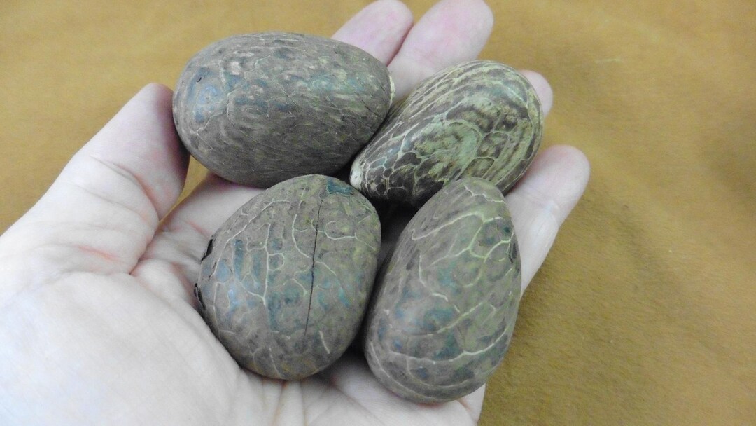 4 Large Natural Tagua Nut Whole Nuts Supply for Craft Carving Dried ...