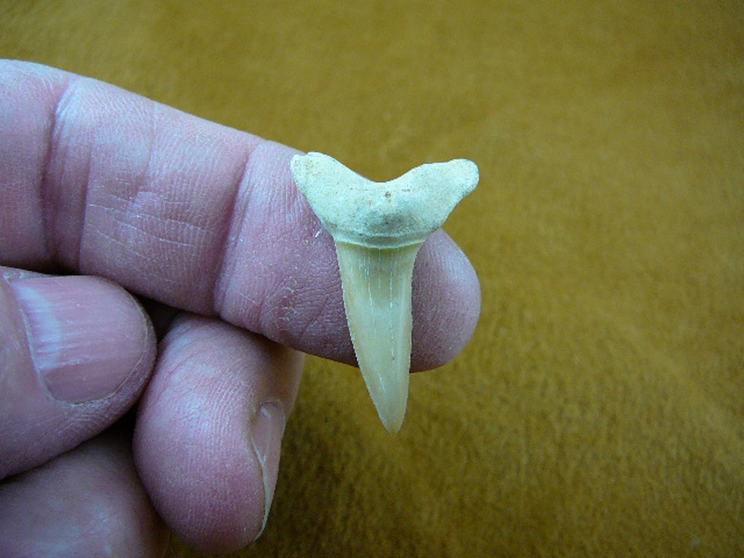 1-1/8 Inch Togo Fossil Extinct Early Mako Shark Tooth Pendant Necklace ...