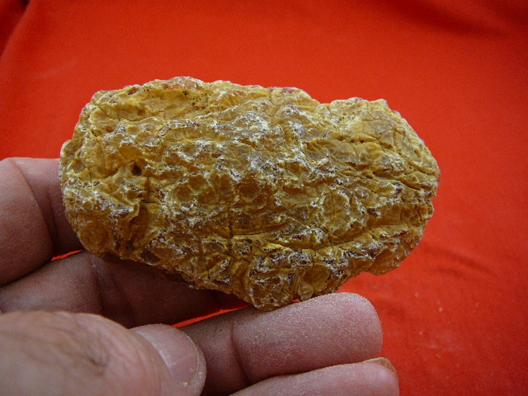 45 G Rare Kauri Tree Gum Nugget Make Your Own Jewelry Young Copal Amber ...
