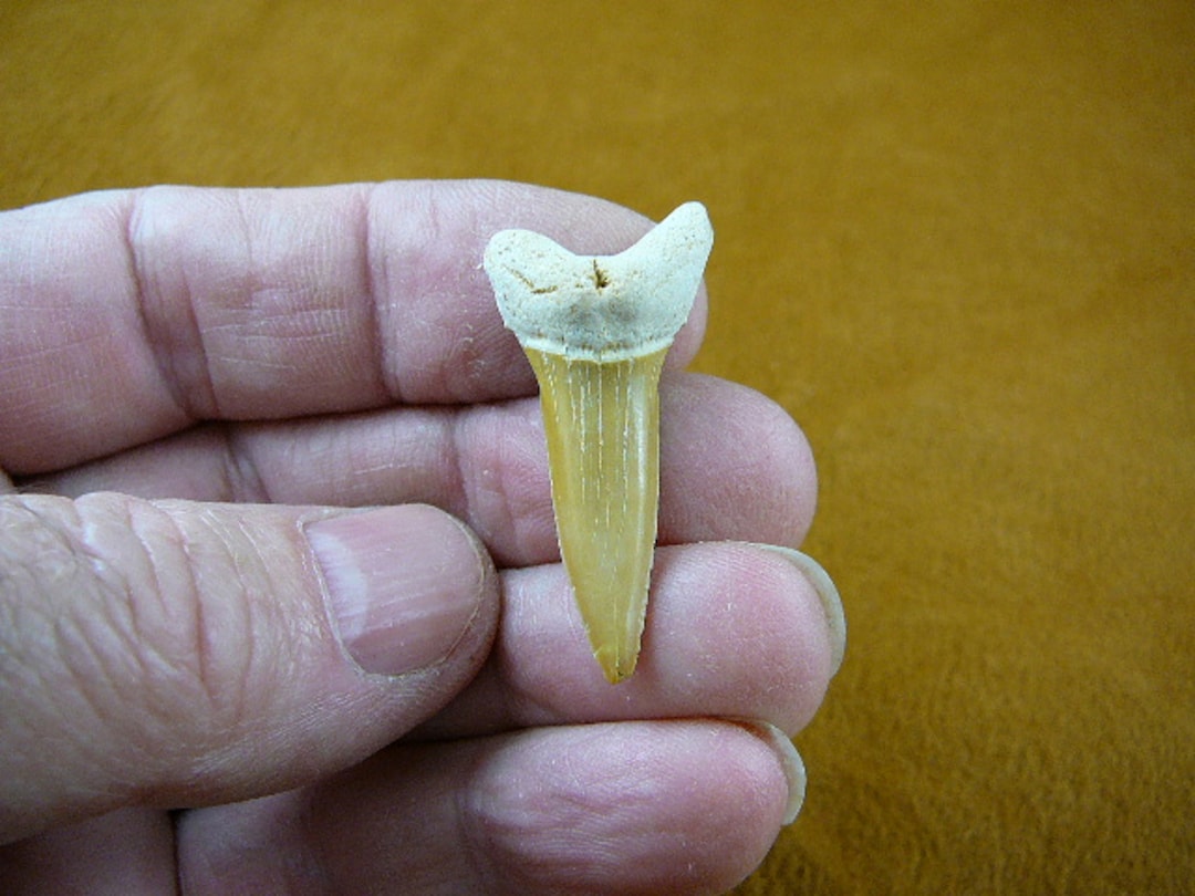 1-5/8 Inch Togo Fossil Extinct Early Mako Shark Tooth Pendant Necklace ...