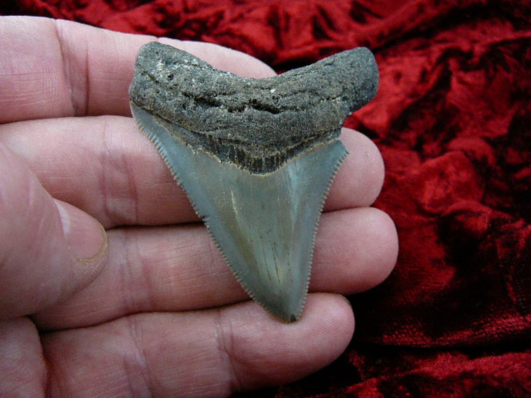 2-3/8 Inch Fossil MEGALODON Shark Tooth Teeth for JEWELRY Craft Make ...
