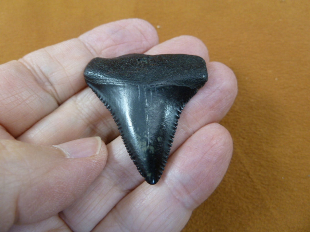 1-3/4 Inch Fossil Agatized Great White Shark Tooth Teeth Pendant ...