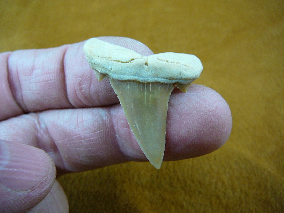 1-1/2 Inch Togo Fossil Extinct Mackerel Shark Tooth Pendant Necklace ...