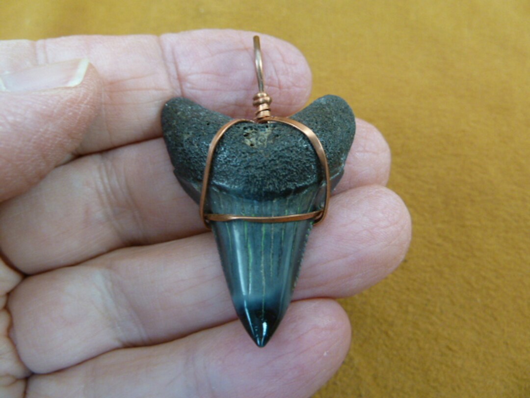 1-5/8 Inch Fossil MEGALODON Shark Tooth Teeth Copper Wired Pendant Love ...