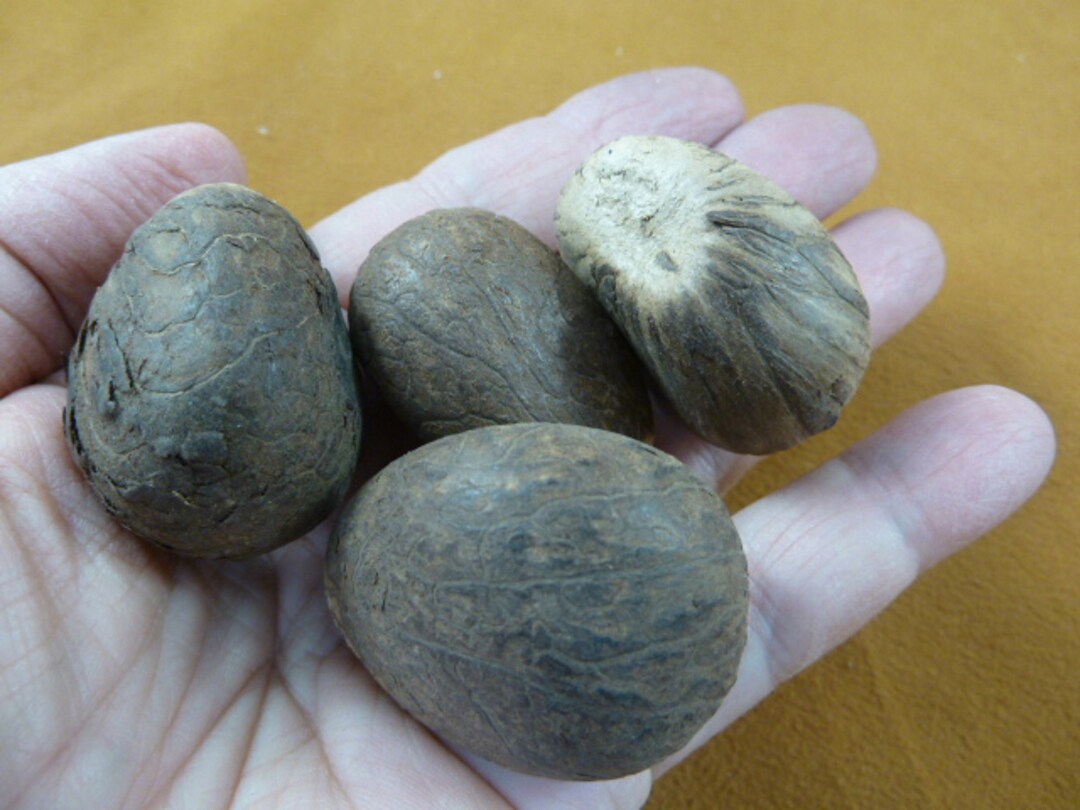 4 Small Natural Tagua Nut Whole Nuts Supply for Craft Carving Dried ...
