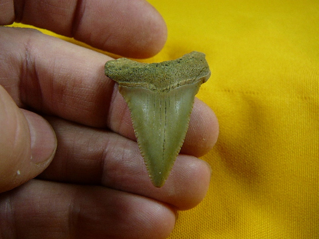 1-1/2 Inch Fossil MEGALODON Shark Tooth Teeth for JEWELRY Craft Nice ...