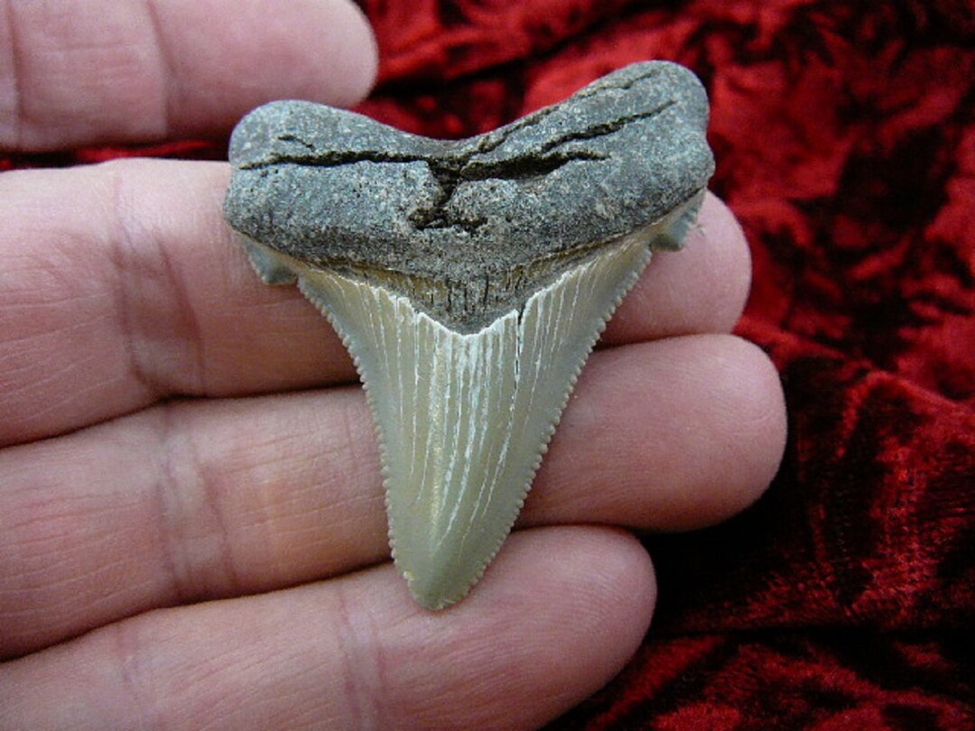 2 Inch Fossil MEGALODON Shark Tooth Teeth for JEWELRY Craft Make Your ...