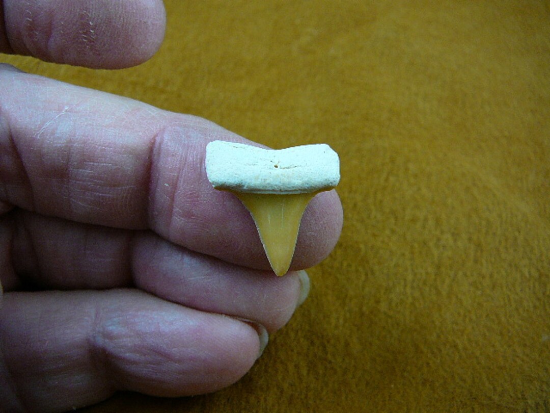 7/8 Inch Togo Fossil Extinct Early Mako Shark Tooth Pendant Necklace ...