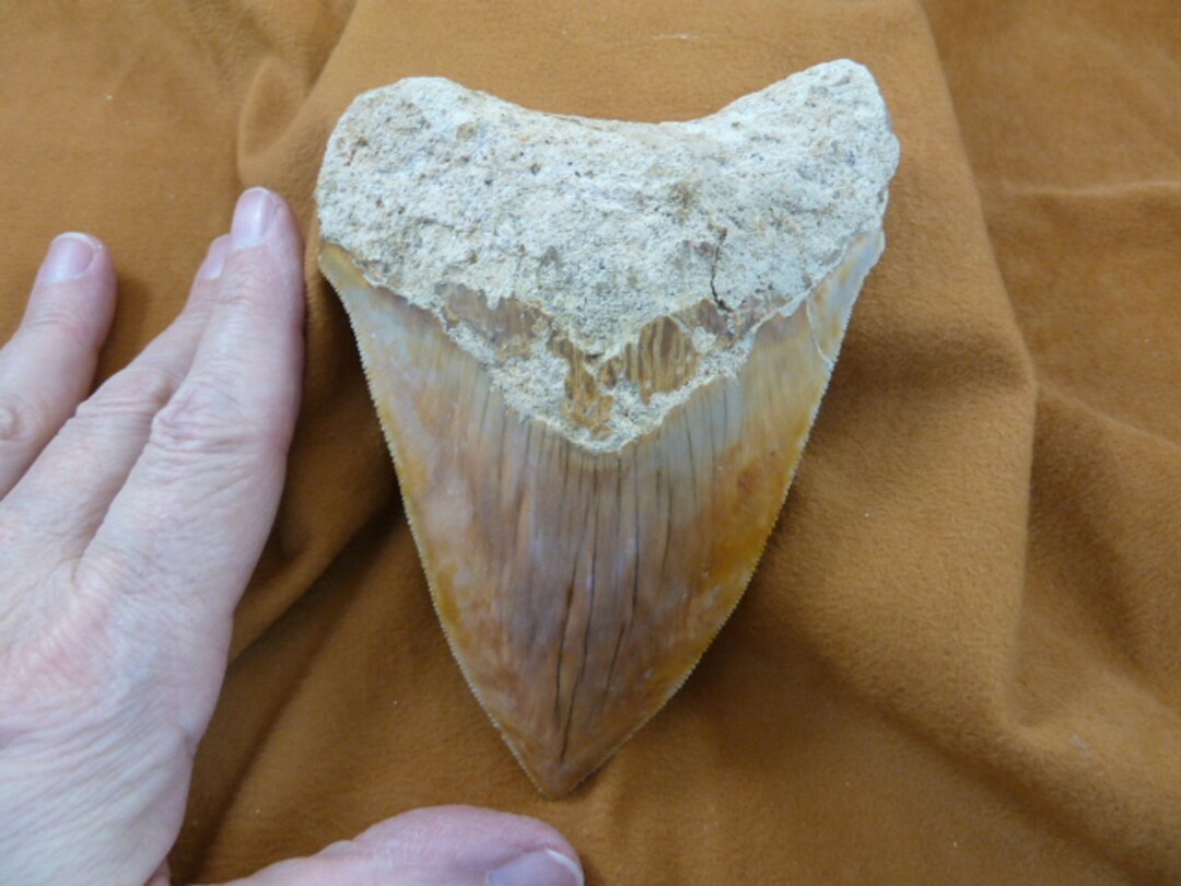 Big 5-1/4" Inch Fossil Megalodon Shark Tooth Meg Teeth Sharks for ...