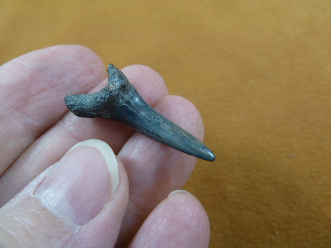 1-1/8 Inch Fossil Goblin Shark Tooth Teeth for JEWELRY Made to Order ...