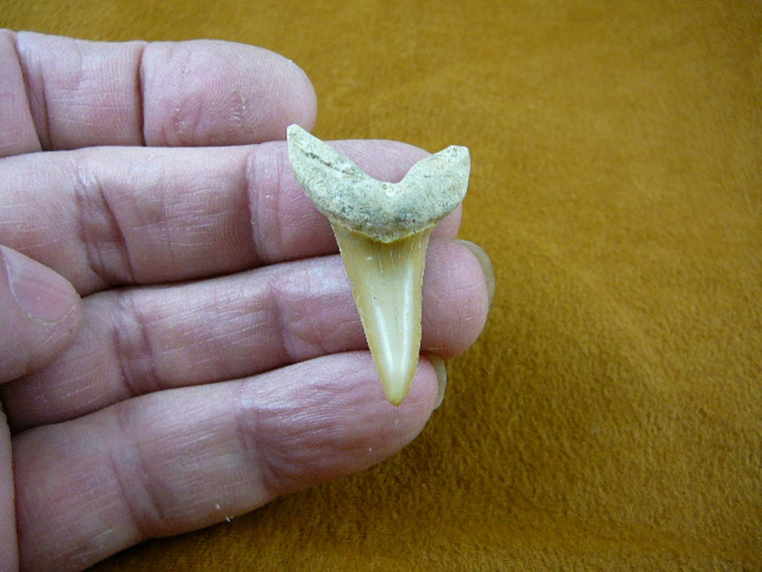 1-5/8 Inch Togo Fossil Extinct Early Mako Shark Tooth Pendant Necklace ...