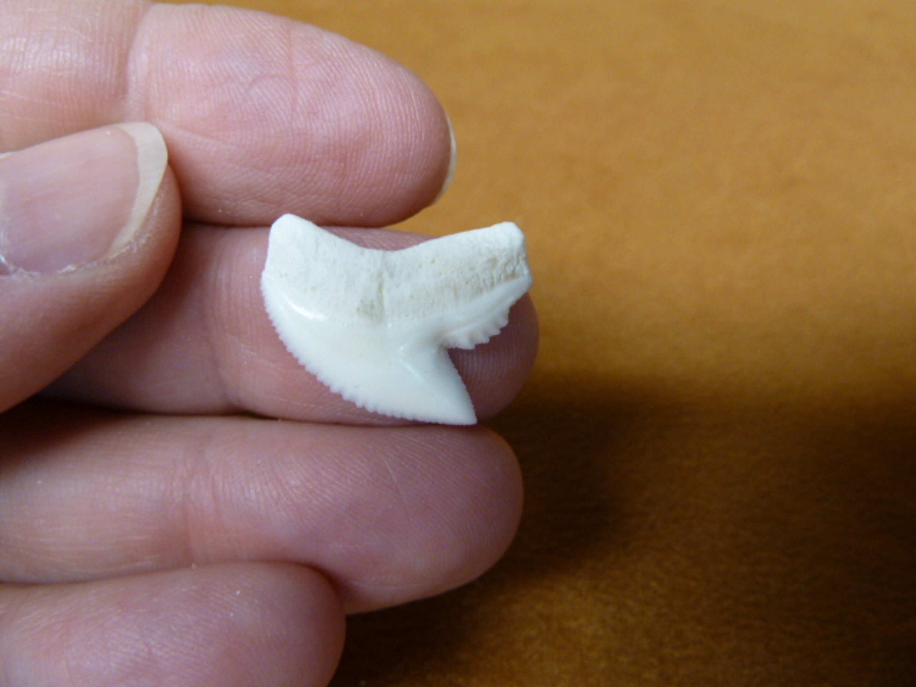 Small 7/8 Inch White Modern TIGER Shark Tooth Teeth Jewelry - Etsy