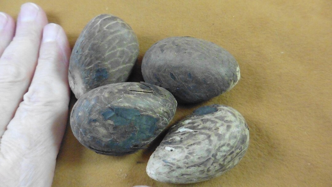 4 Large Natural Tagua Nut Whole Nuts Supply for Craft Carving Dried ...