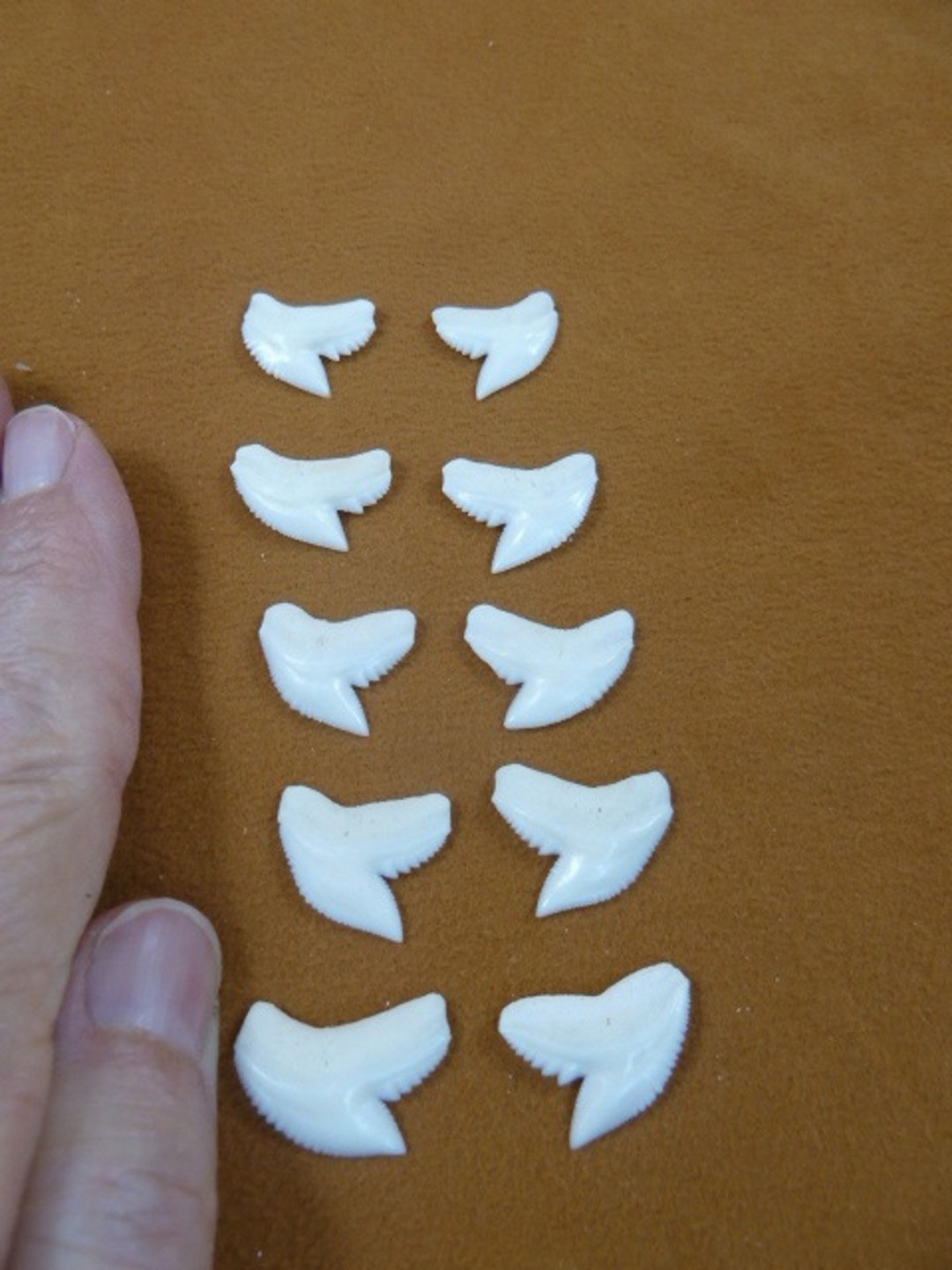 13/16" Inch Modern White Tiger Shark Teeth Sharks Tooth 10 (5left/right ...