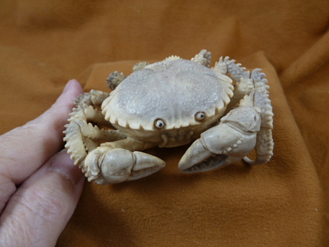 Realistic White Rock Shore Crab of Shed ANTLER Figurine Bali Detailed ...