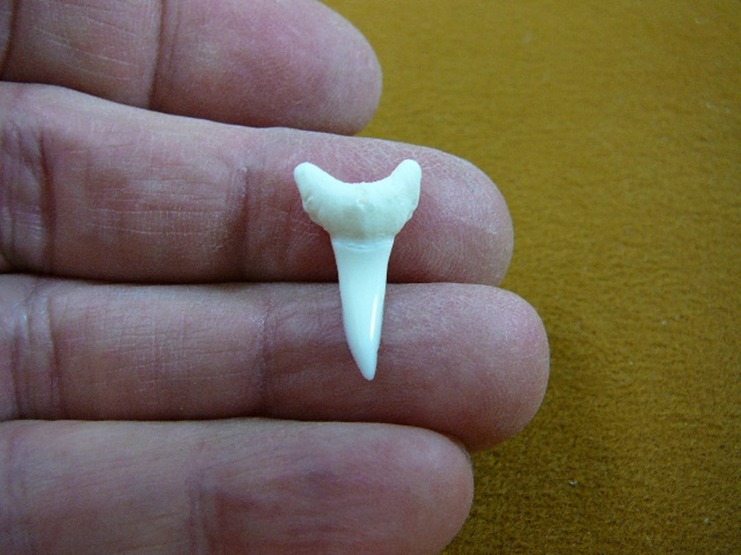 7/8 Inch White Modern Lemon Shark Tooth Teeth Jewelry Made to Order ...