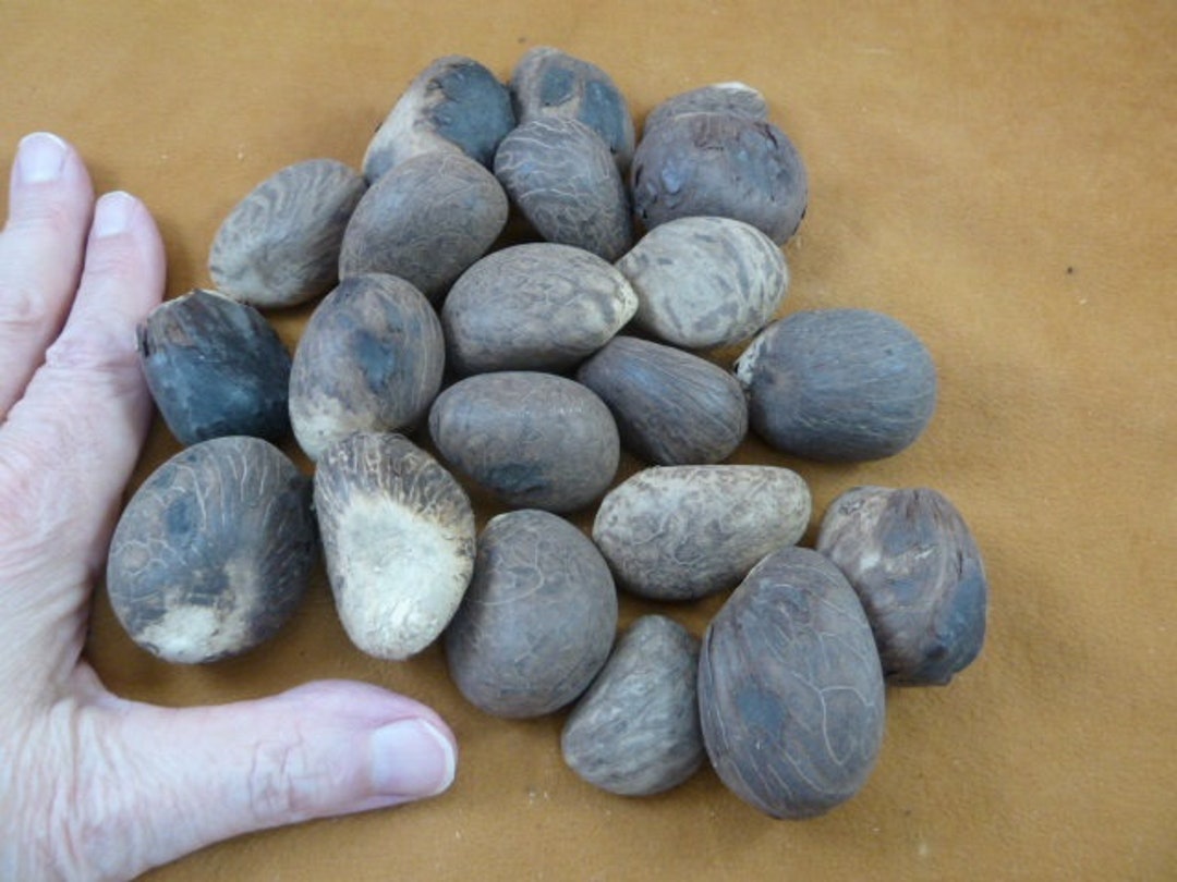 1 Pound Natural Tagua Nut Whole Nuts for Craft Carving Dried Plain ...